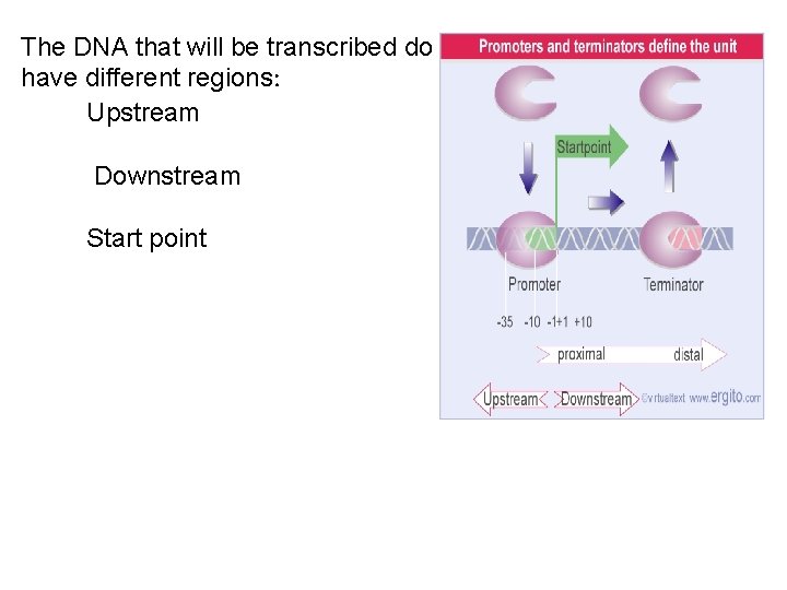 Chapter 4 Gene expression Acknowledgement Centers for Disease