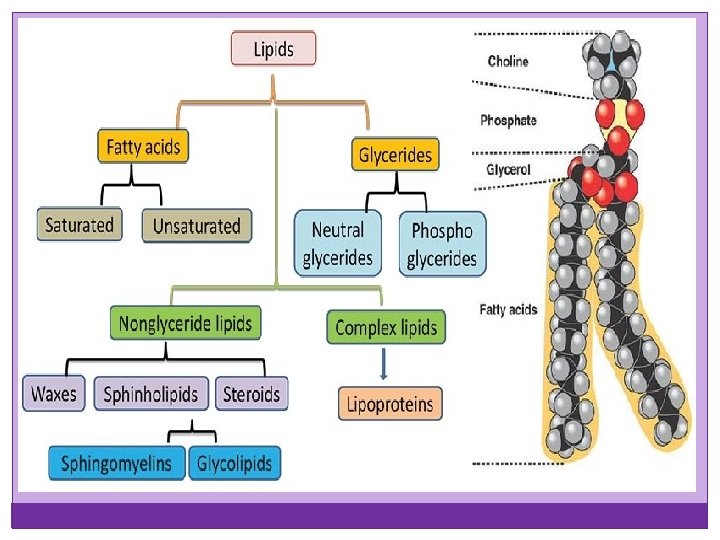 LIPIDS PRESENTED BY SANIA TAHRIM DEPARTMENT OF ZOOLOGY