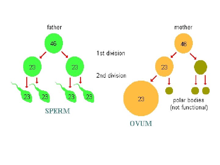 Human Development Vocabulary 1 Meiosis Humans production of