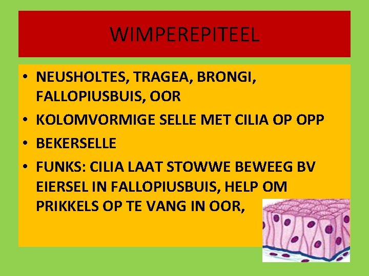 SOOGDIERWEEFSEL EPITEELWEEFSEL BINDWEEFSEL SPIERWEEFSEL PLAVEISEL MOND ...