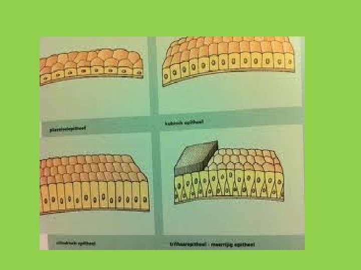 SOOGDIERWEEFSEL EPITEELWEEFSEL BINDWEEFSEL SPIERWEEFSEL PLAVEISEL MOND ...