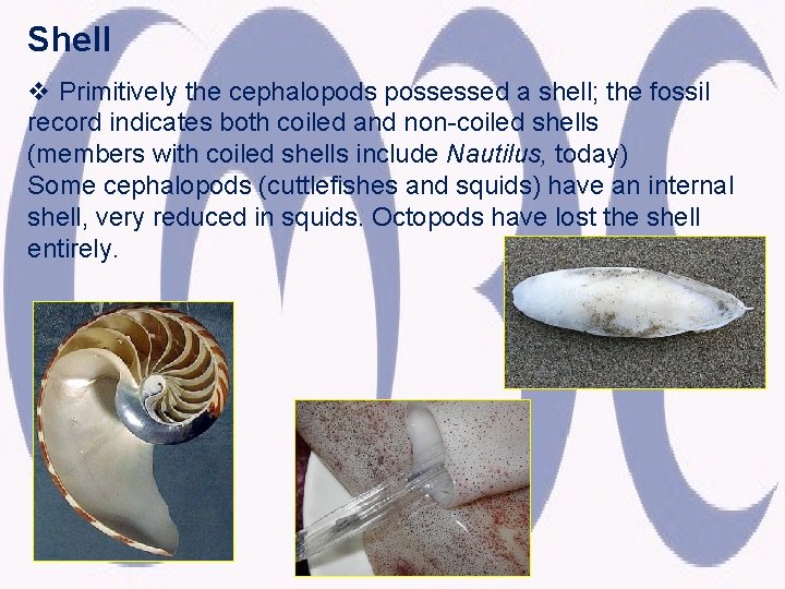 CEPHALOPODS There are currently about 800 living species