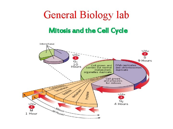 General Biology lab Mitosis and the Cell Cycle