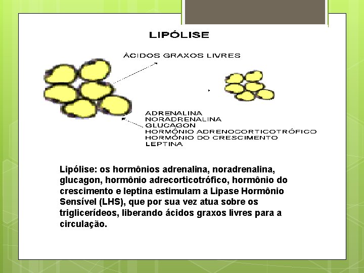 Lipodistrofia Localizada Ana Paula Caleffi Segura Lipodistrofia Localizada