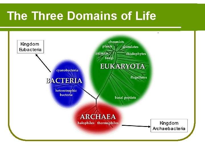 Bacteria For every human cell there are 20