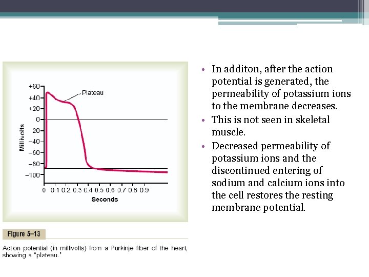 Cardiac action potential By Hina Shaikh May 8