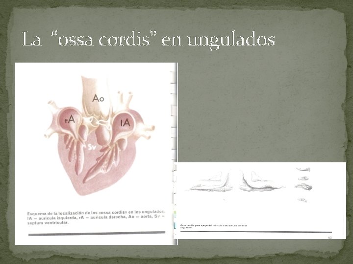 Aparato Circulatorio Morfofisiologa Animal Funcin El aparato circulatorio