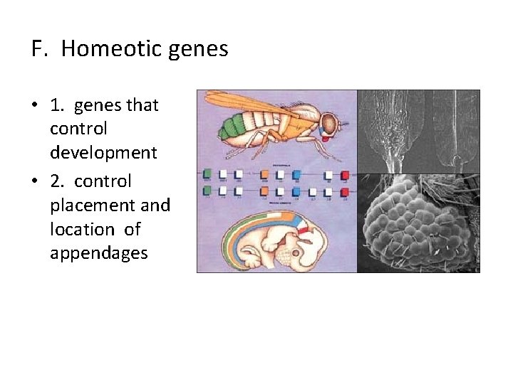 Animal Evolution I Animal traits A Heterotrophic B