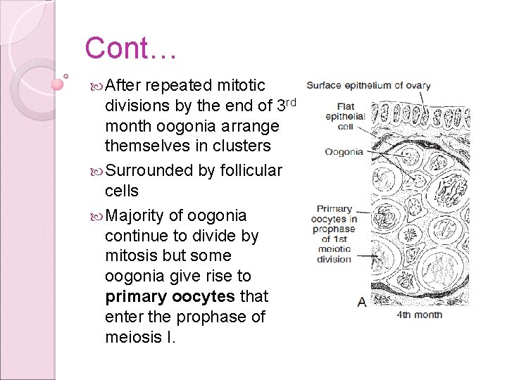 OOGENESIS By Dr Samina Anjum Female Reproductive System