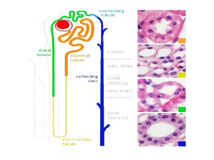 THE KIDNEY PATHOPHYSIOLOGY OF FILTRATION ABNORMALITIES BY DR