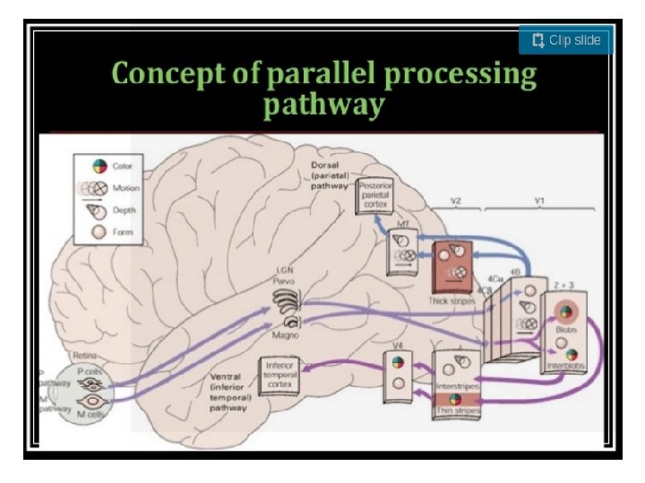 METABOLIC COMPARTMENTS IN V 1 V 2 brain