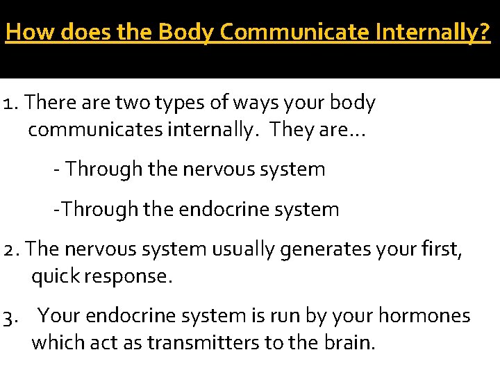 Ch 2 Biopsychology The Nervous System The Endocrine