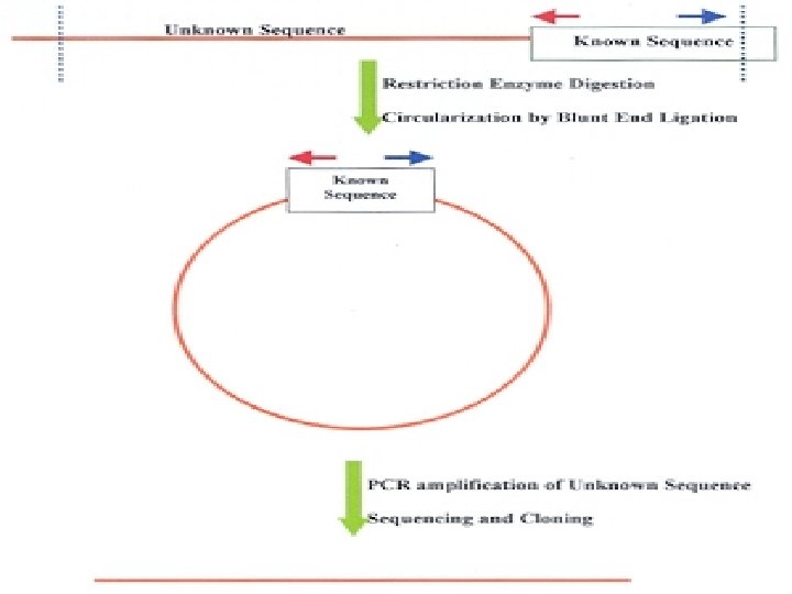 3RACE Rapid Amplification of 3c DNA Ends INTRODUCTION