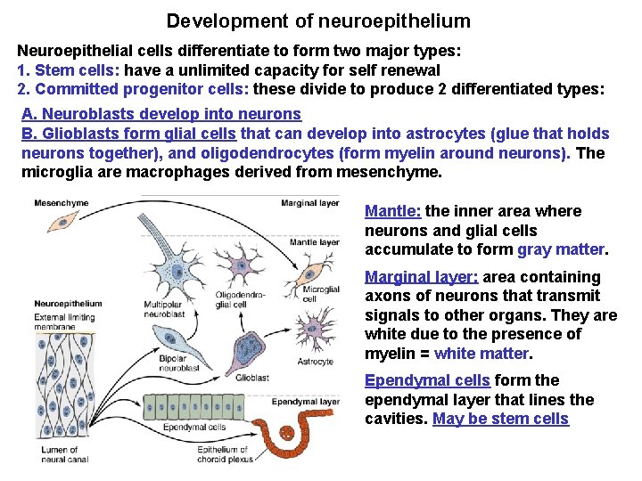 Histogenesis is the process by which cells and