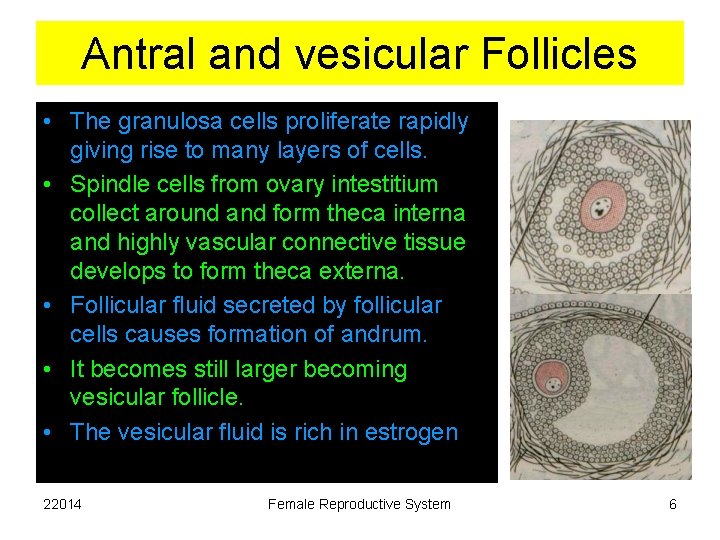 Female Reproductive System Prof K Sivapalan Female Genetalia