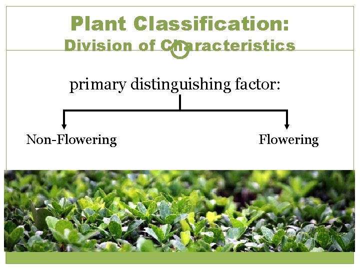 Introduction to Classifying Selecting Landscape Plants Objective 1