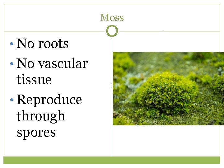 Introduction to Classifying Selecting Landscape Plants Objective 1