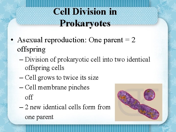 Cell Division Mitosis Cell Division in Prokaryotes Prokaryotes