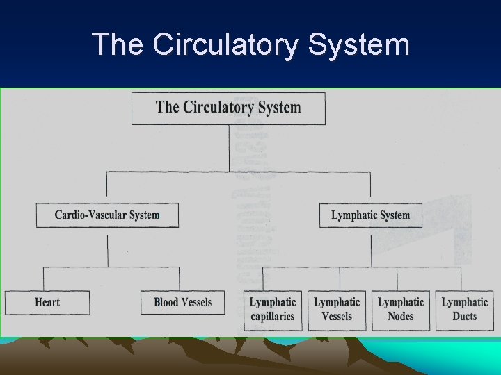 The Circulatory System Heart chambers and great vessels
