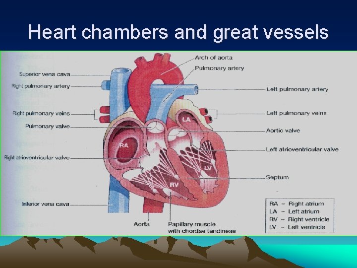 The Circulatory System Heart chambers and great vessels