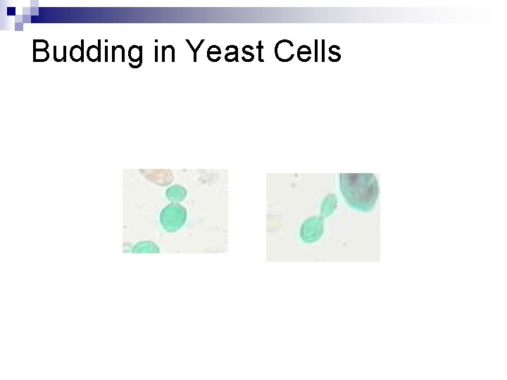 Asexual Reproduction by MITOSIS n Only one parent