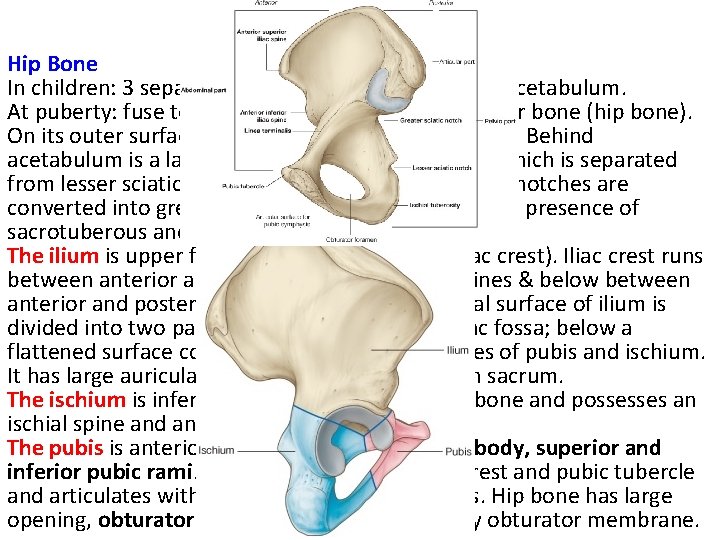 Pelvic Walls Pelvis Perineum Unit Lecture 11 The