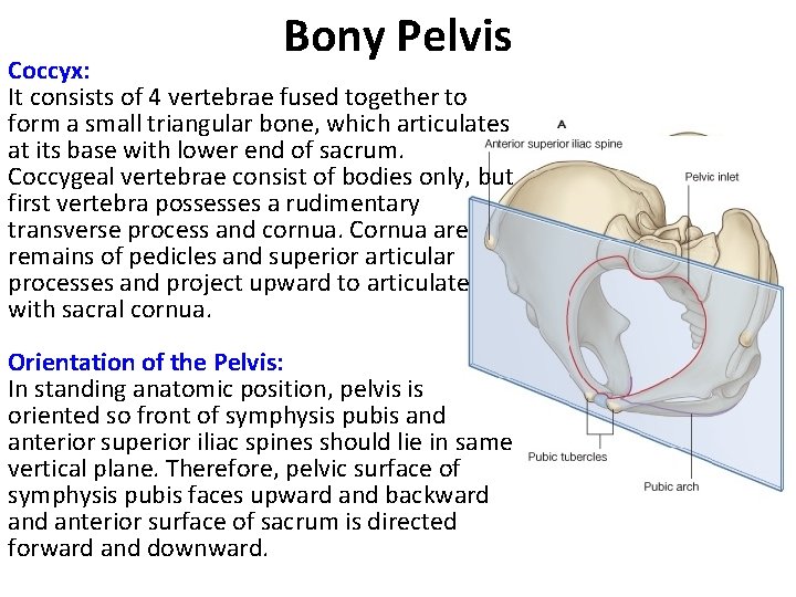 Pelvic Walls Pelvis Perineum Unit Lecture 11 The