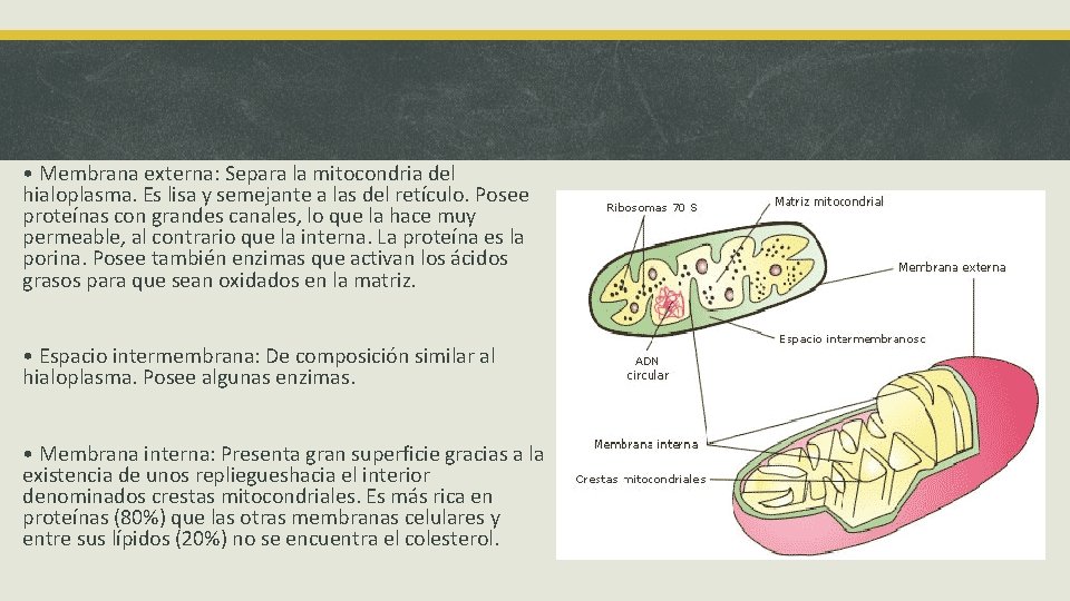 ORGANULOS DE MEMBRANA DOBLE Orgnulos de doble membrana
