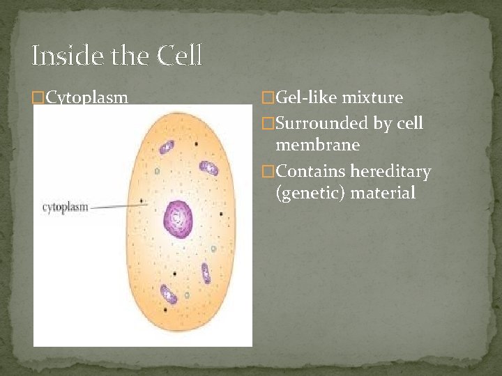 Cell Parts Organelles Mr Hedrick Biology 1 Living