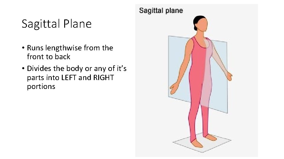 Body Organization Chapter Outline I Word Parts II
