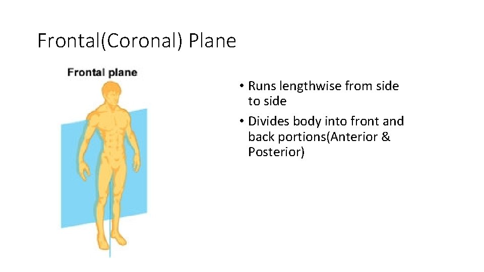 Body Organization Chapter Outline I Word Parts II