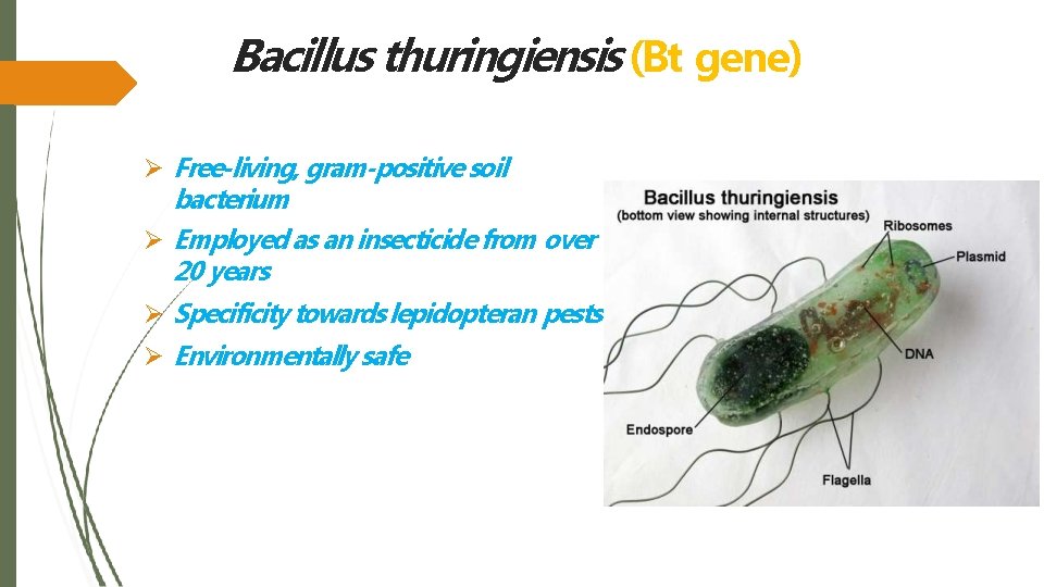 Pest and Herbicide Resistance in Plants Pest resistance