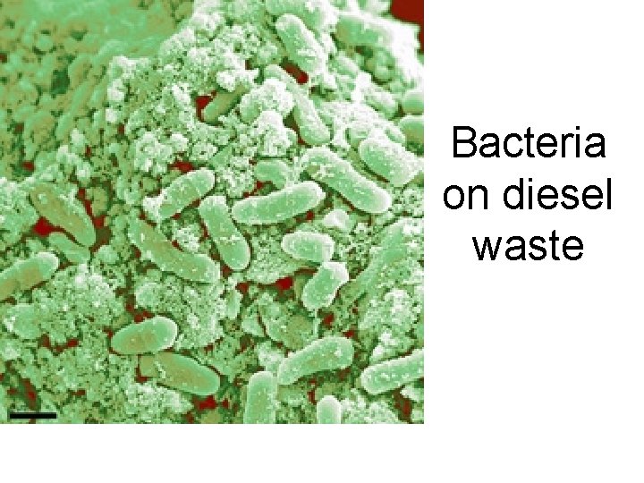 The Cell The Basic Unit of Life Leeuwenhoek