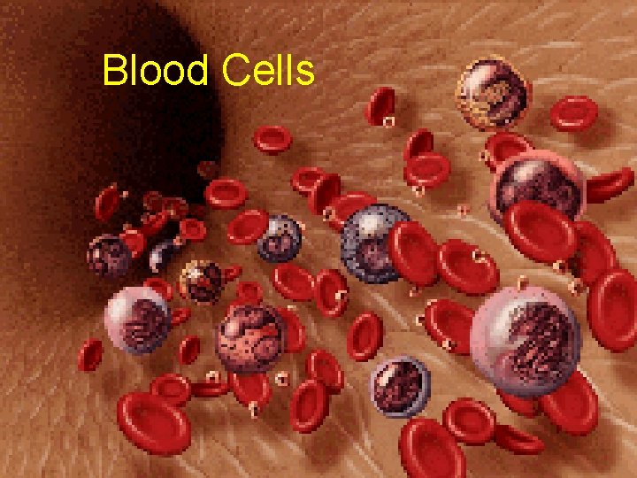 The Cell The Basic Unit of Life Leeuwenhoek