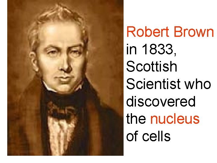 The Cell The Basic Unit of Life Leeuwenhoek