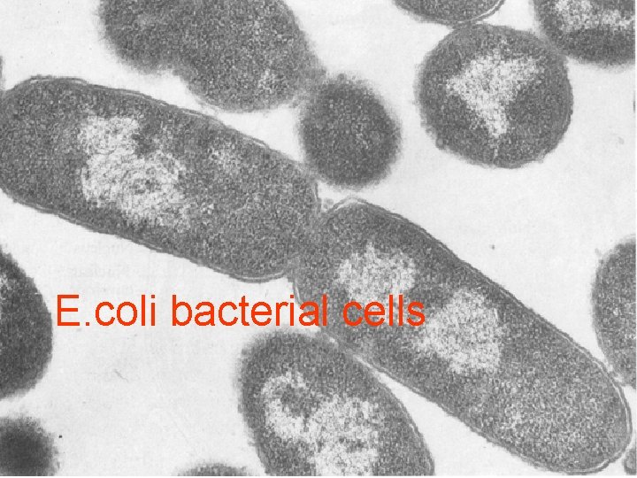 The Cell The Basic Unit of Life Leeuwenhoek