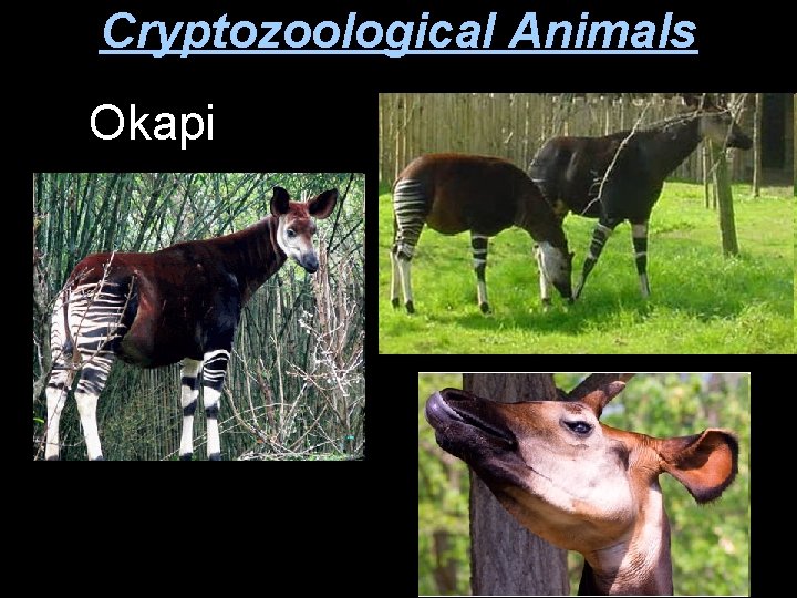 Grace Bible Church Glorifying God by Making Disciples