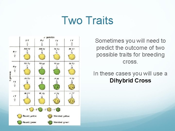 Dihybrid Crosses Study of inheritance of two traits