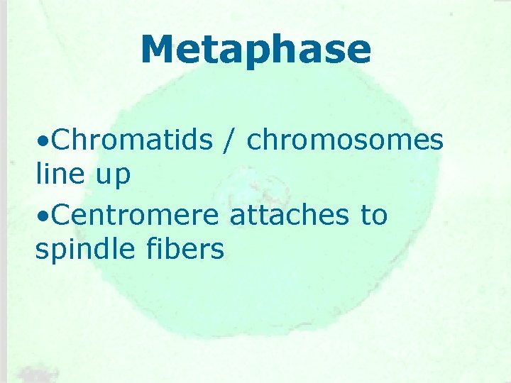 Cell Reproduction Mitosis Meiosis http biotechadventure okstate ...