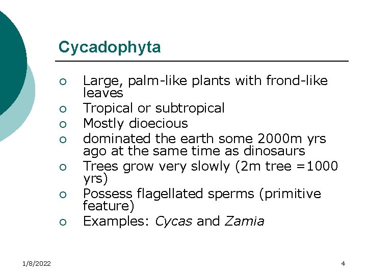 The Gymnosperms 182022 Sporophyte dominant seed plants that