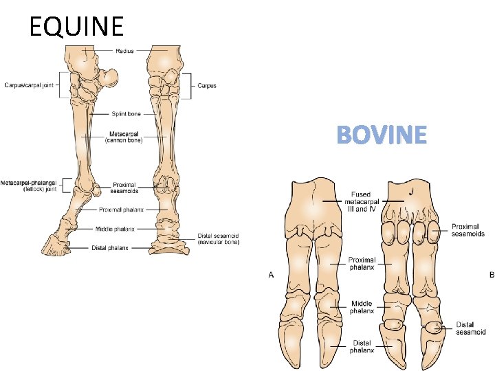 Appendicular Skeleton Bones of limbs Thoracic limbs front