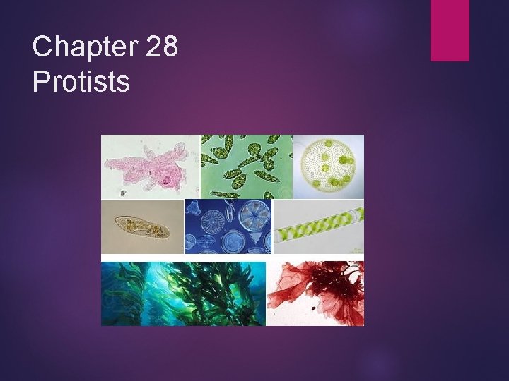 Chapter 28 Protists Most Eukaryotes are Singlecelled Organisms