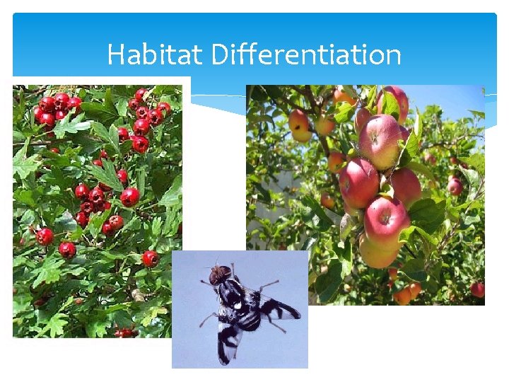 The Origin of Species Speciation The formation of