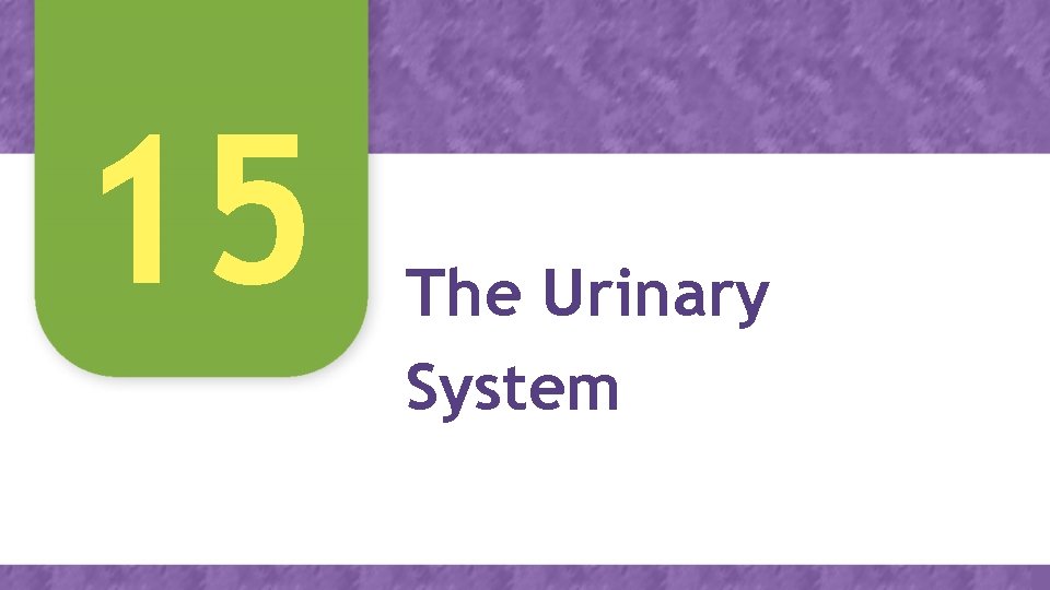 15 The Urinary System Section 15 1 The