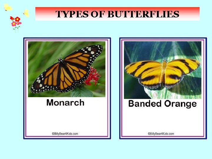 PARTS OF A BUTTERFLY What are butterflies Butterflies