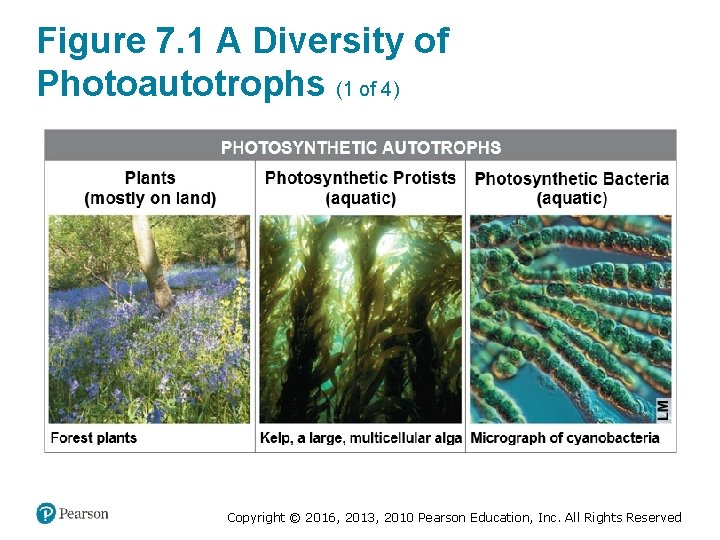 CHAPTER 7 The Basics of Photosynthesis 1 of