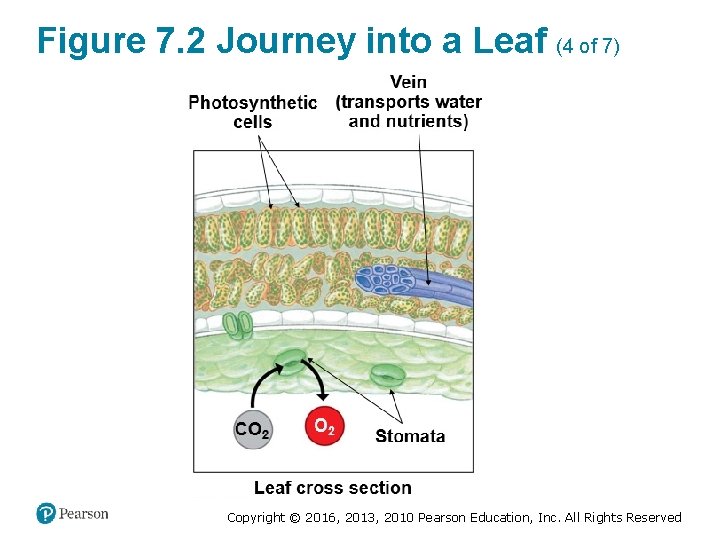 CHAPTER 7 The Basics of Photosynthesis 1 of