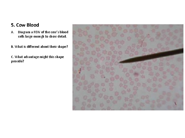 Blood Lab Be sure and title the slide