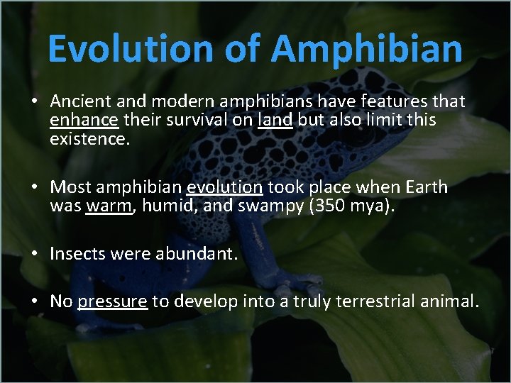 Amphibians Ancestor Amphibians evolved from lobefinned fish Ichthyostega
