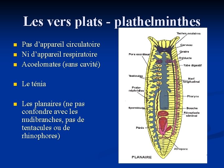 Les Vers de toutes sortes de plusieurs embranchements